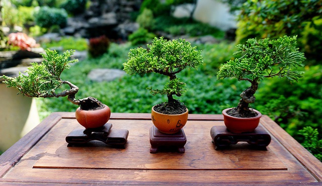 Kỹ thuật trồng cây Bonsai mini từ A đến Z - Cây Cảnh